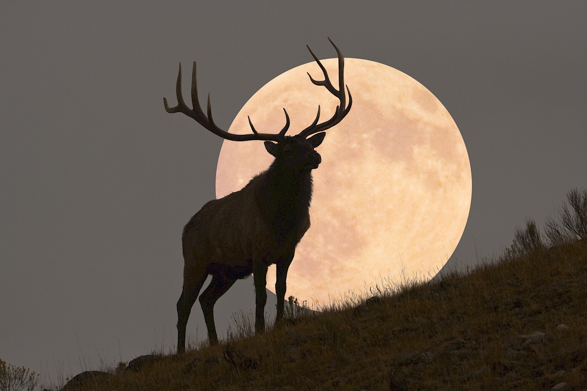 Hunter's Full Moon Celebration